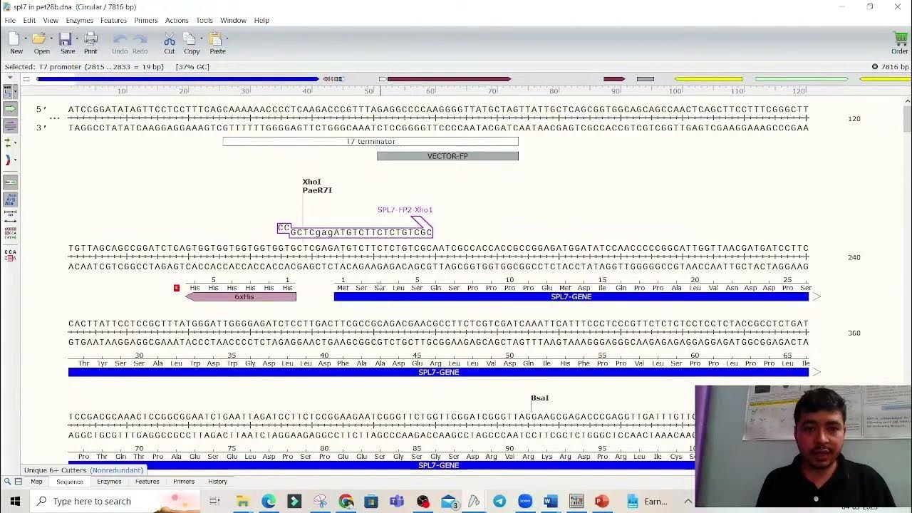 design primers for Expression vector pET-28b(+) Sequence - YouTube