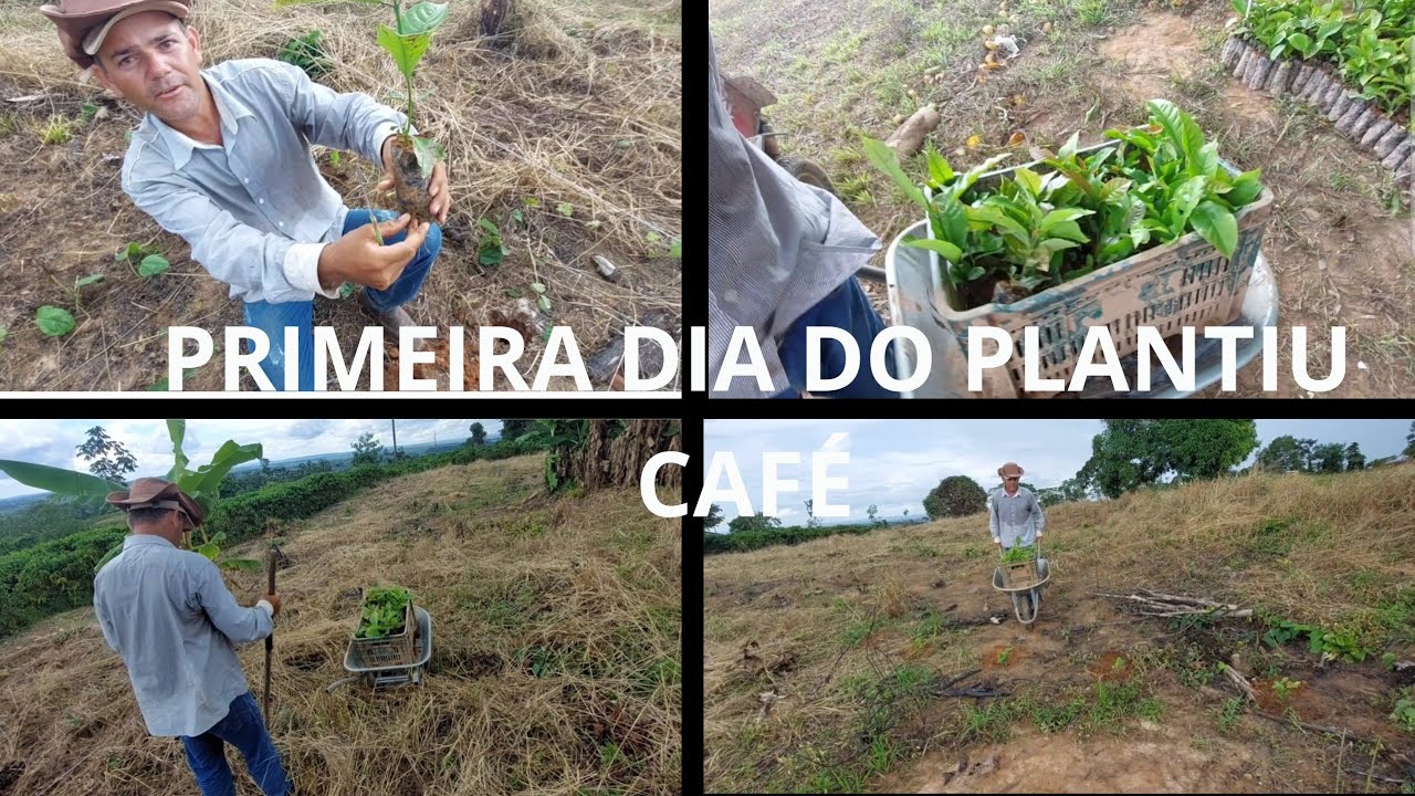 COMO PLANTAR CAFÉ, COMEÇANDO A PLANTAR O CAFÉ CLONAL DE 2023. - YouTube