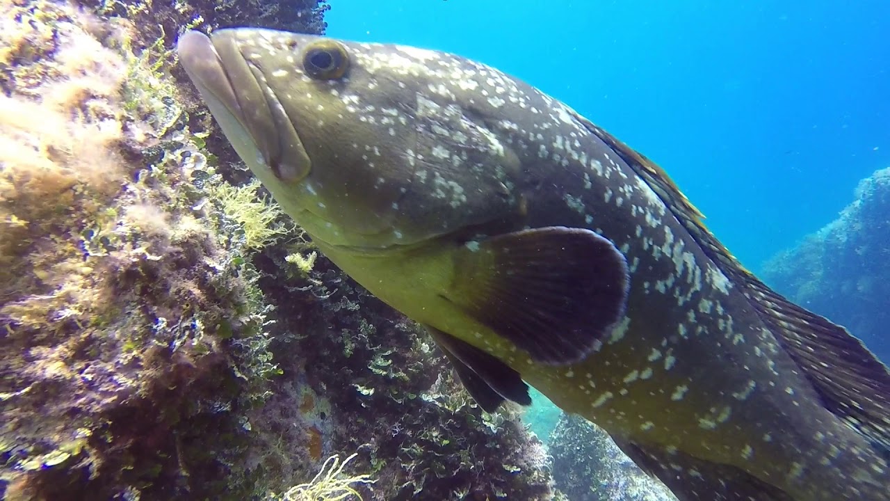 Buceo en Islas Columbretes - YouTube