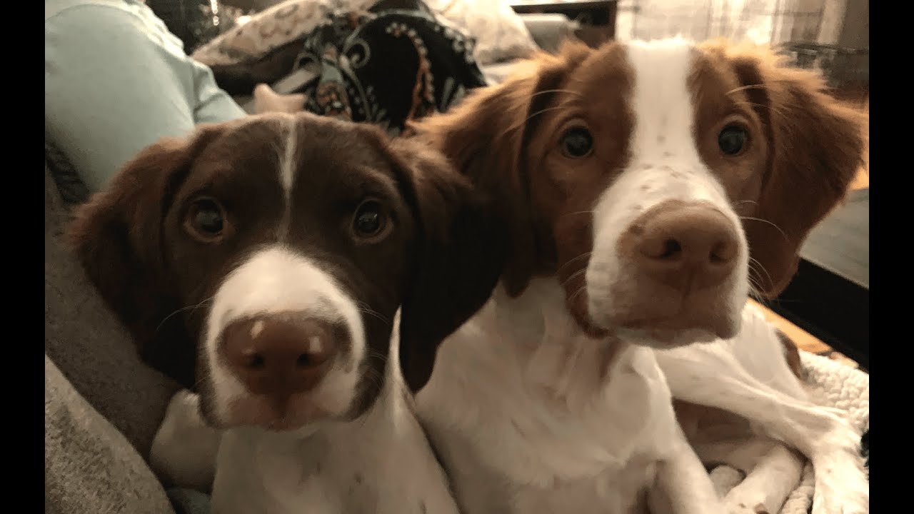 Why are Brittany Spaniels so Goofy - YouTube