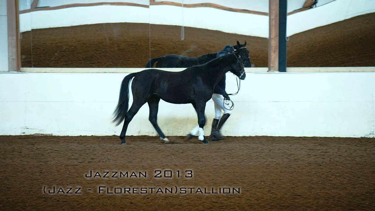 Jazzman 2013 ( Jazz - Florestan) stallion - YouTube