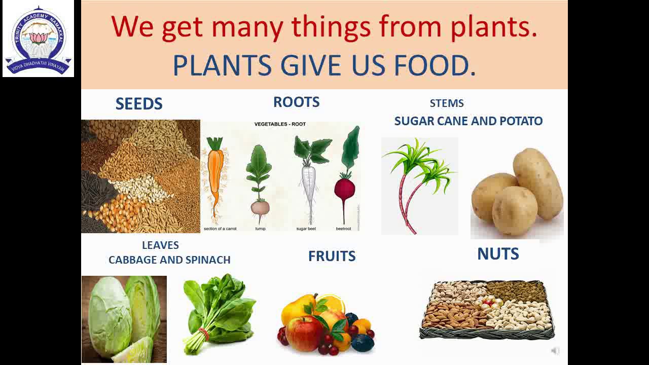 2ND EVS Lesson 4 , Plants our Friends - YouTube