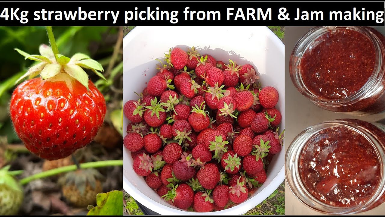 Strawberry picking | Finland summer | Directly from farm | Jam making ...