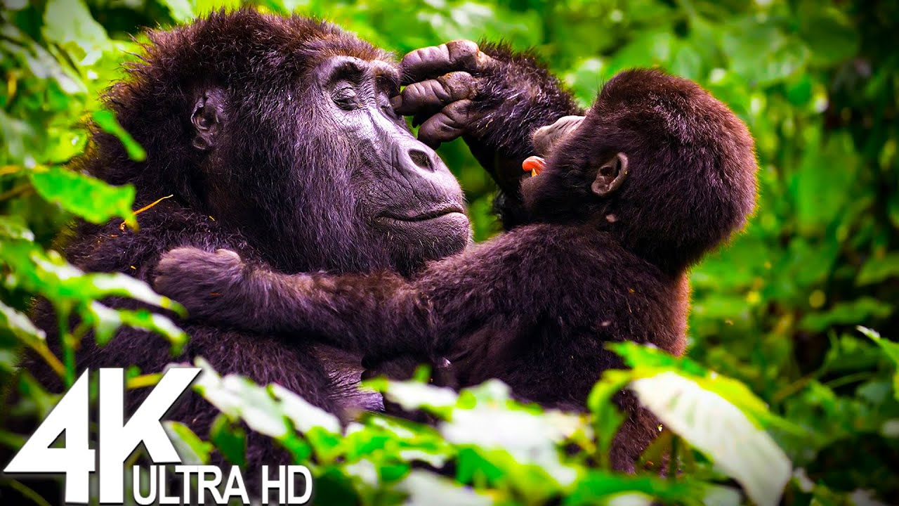 Amazing Scene of Wild Animals In 4K - Scenic Relaxation Video ULTRA HD ...