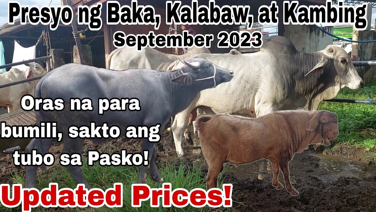 "Ber Months na!" Oras na para bumili?| Presyo ng Baka, Kalabaw, Kambing ...