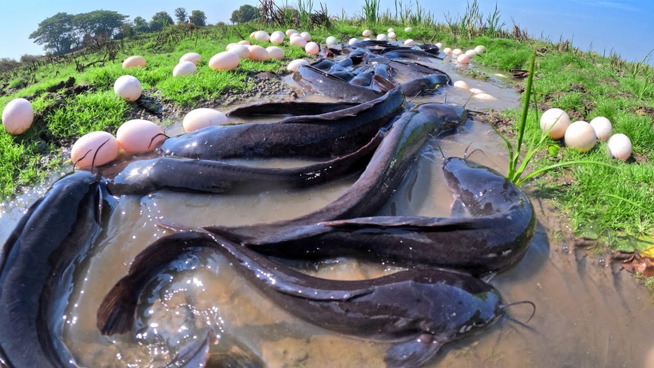 Top amazing best hand fishing - man catch a lot of fish and pick eggs ...