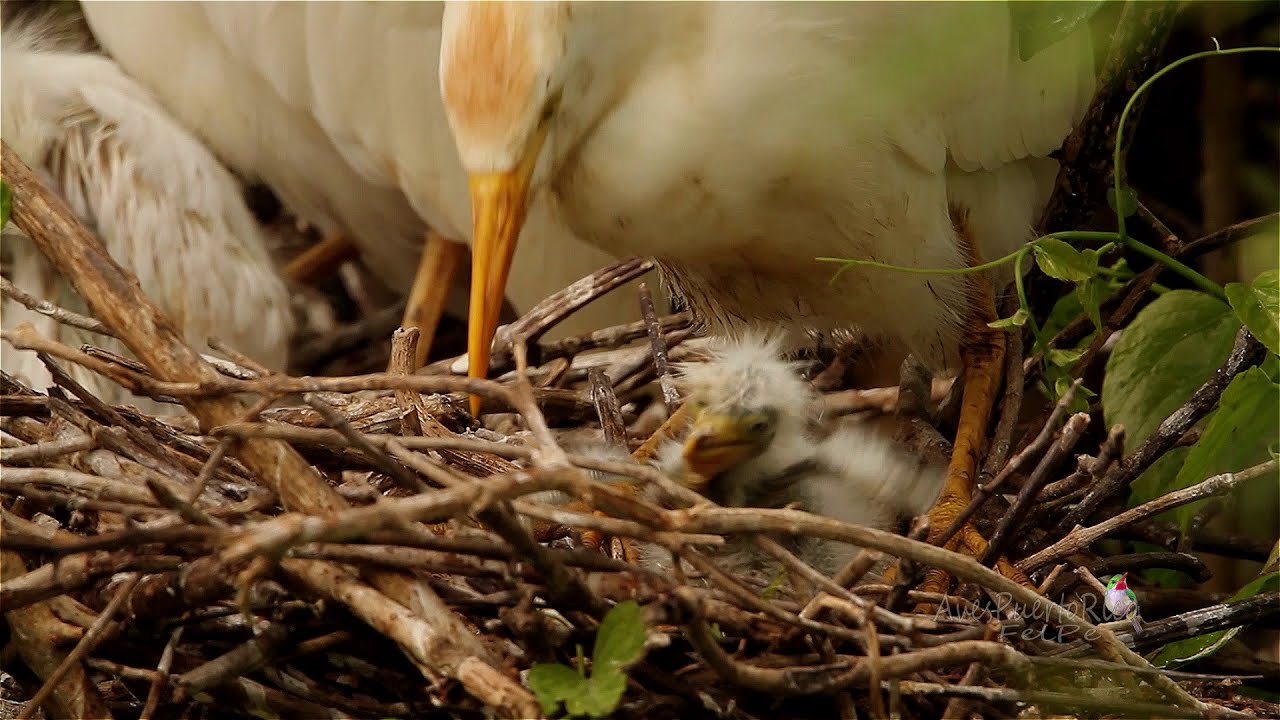GARZA GANADERA alimentando cría en el nido (Cattle Egret, Bubulcus ibis ...