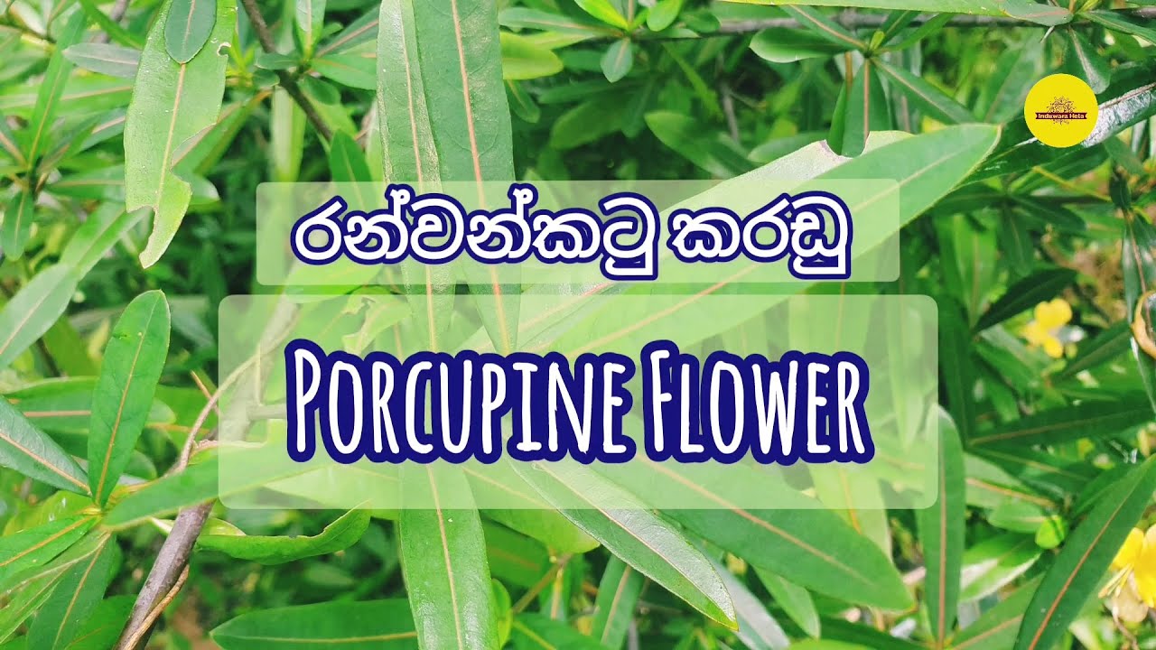 #trending #herbal #medicine රන්වන් කටුකරඩු Porcupine flower - YouTube