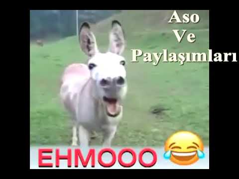 Ehmoo 😂😂