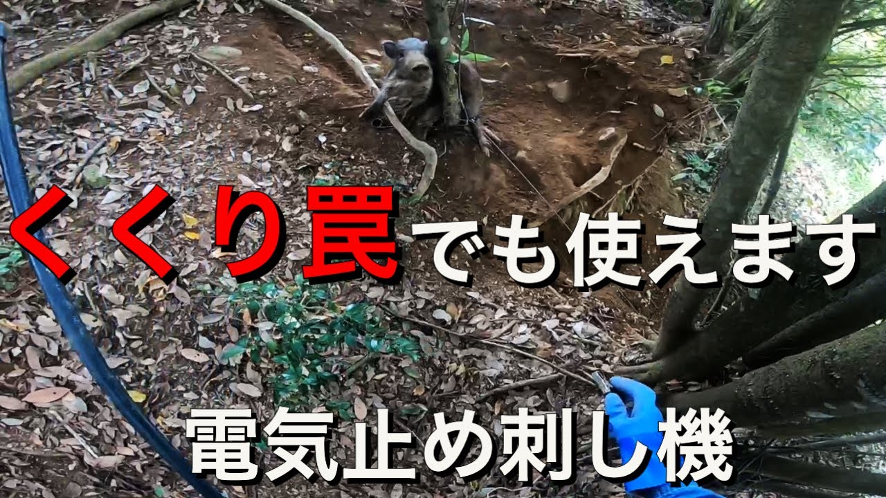 くくり罠での捕獲にも使える電気止め刺し機！くくり罠捕獲動画 - YouTube