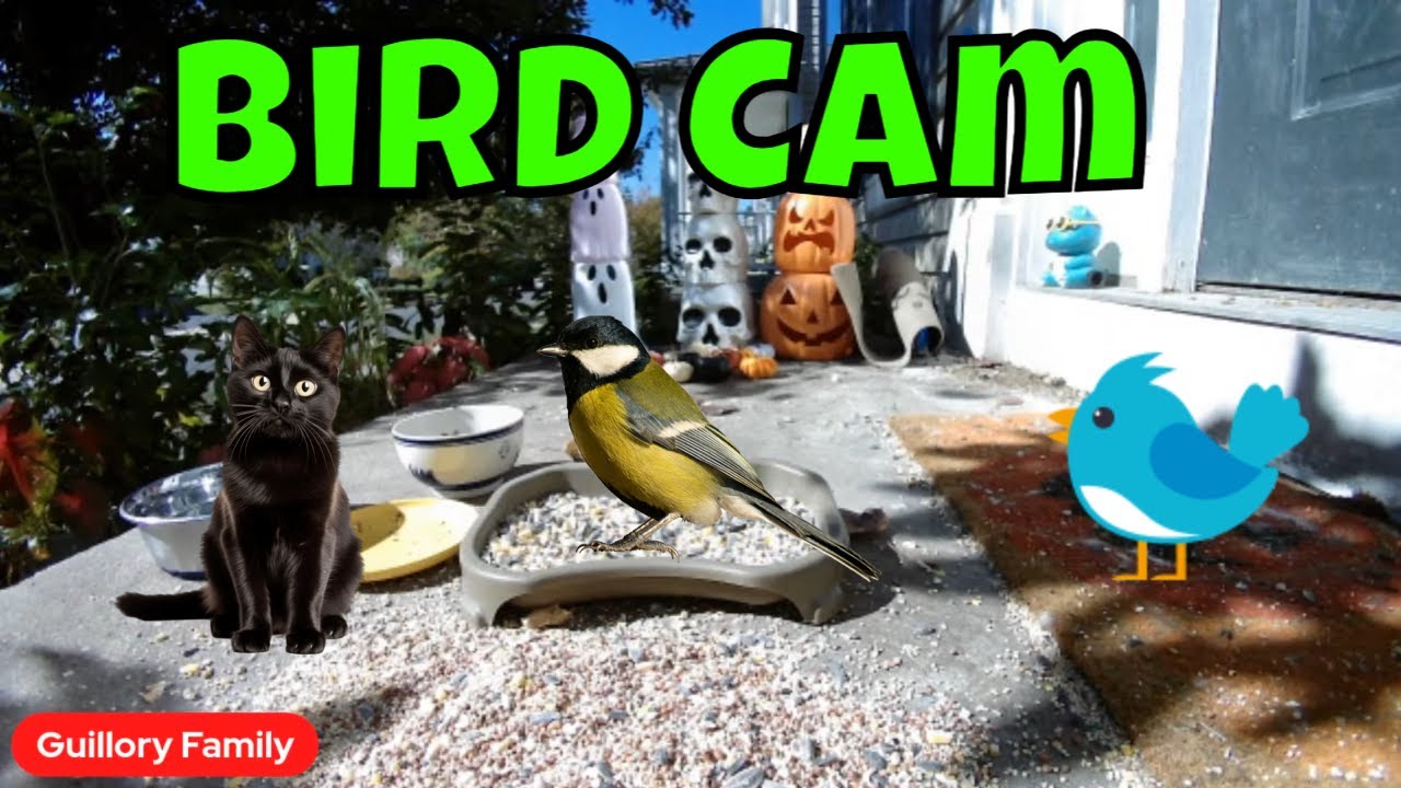 Live Bird Cam Tuesday! 🦊🐦🦌 - YouTube