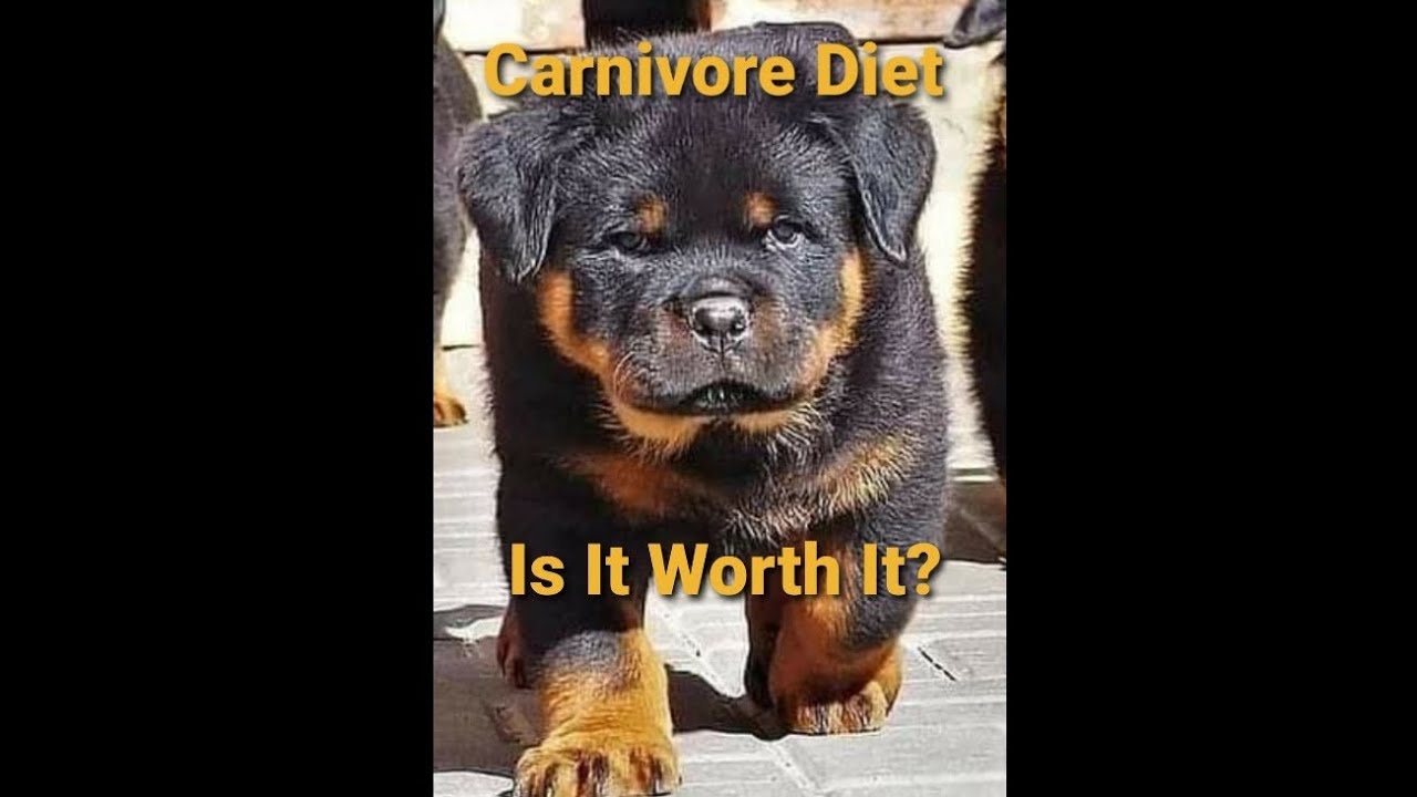 Carnivore for Dogs? How to Add Meat to a Dogs Diet - YouTube