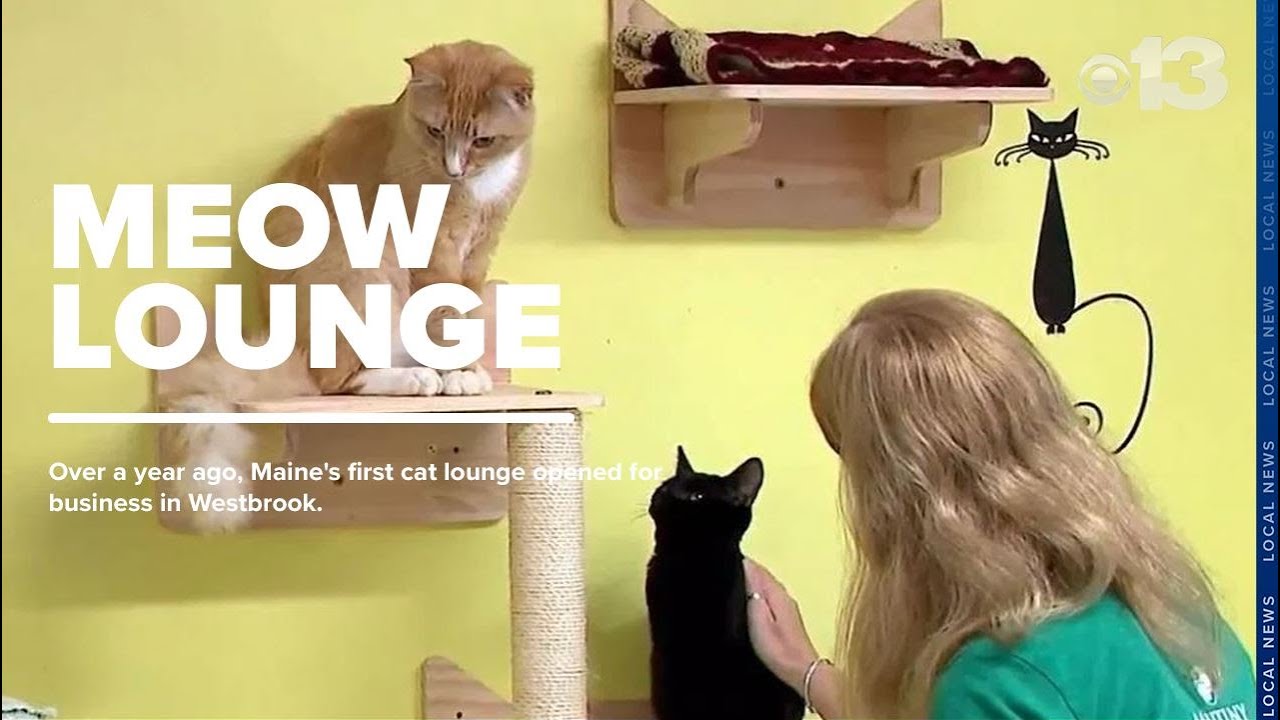 'Meow Lounge' in Westbrook helps cats find forever homes - YouTube