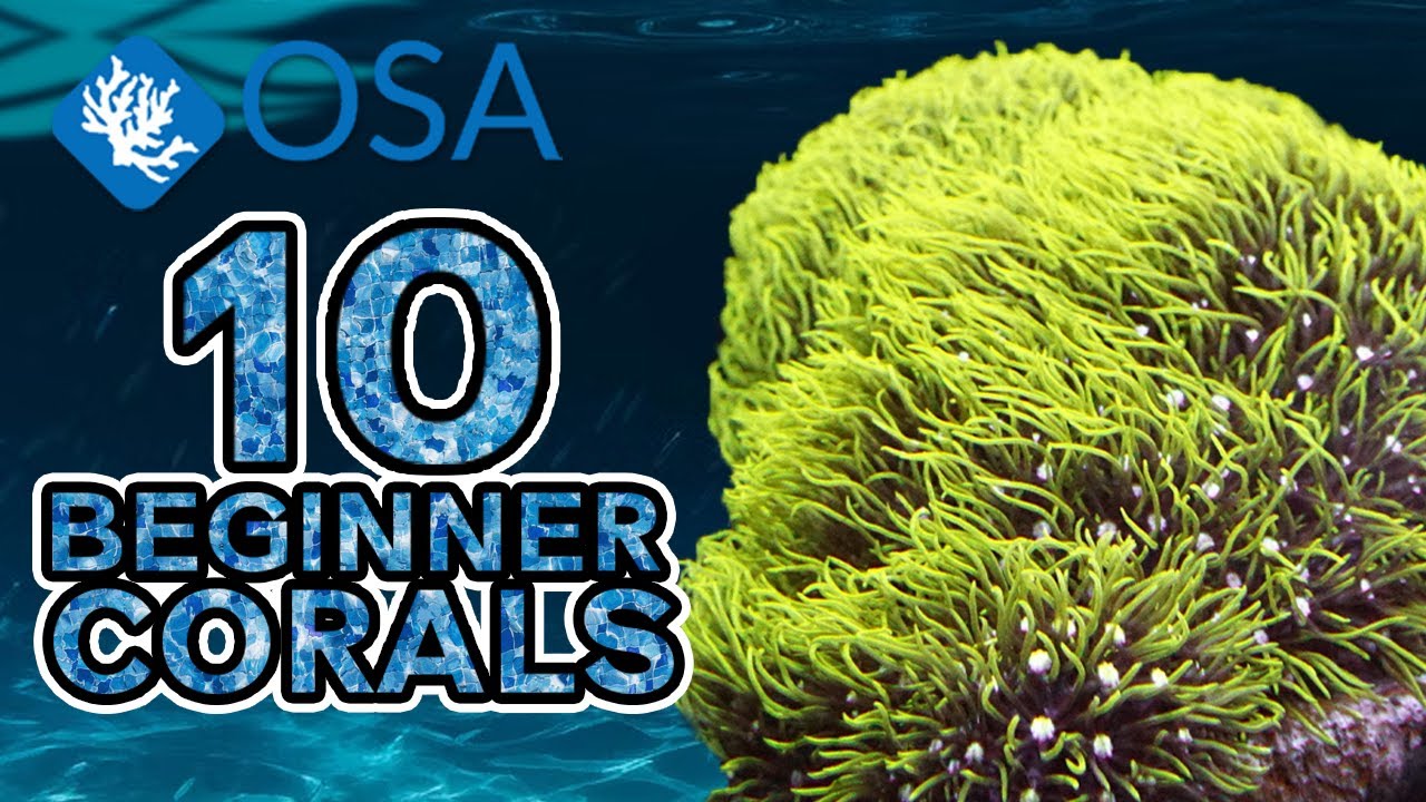 Green Star Polyps - 10 Beginner Corals - YouTube