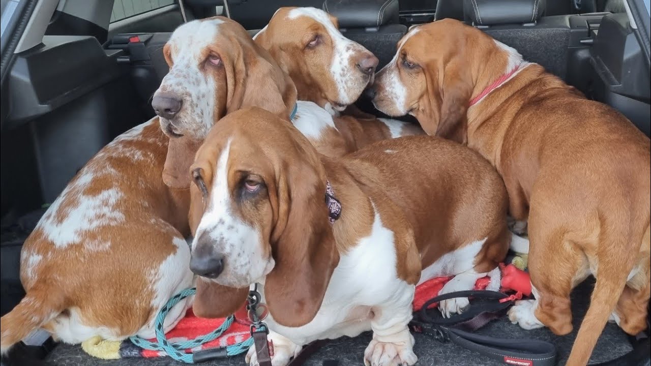 Basset hounds and friends compilation - YouTube