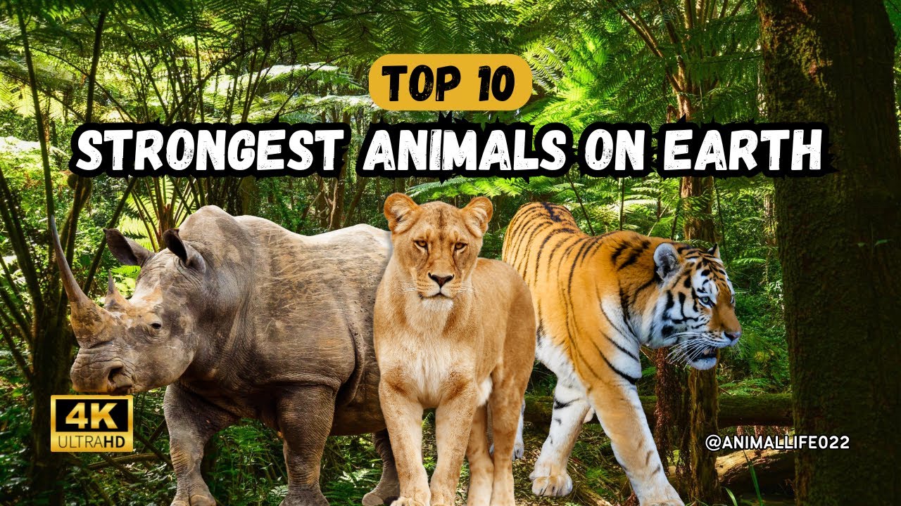 Top 10 Strongest Animals on Earth: Nature’s Ultimate Titans - YouTube
