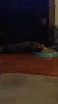 Lazy kitty high on Cat Nip - YouTube