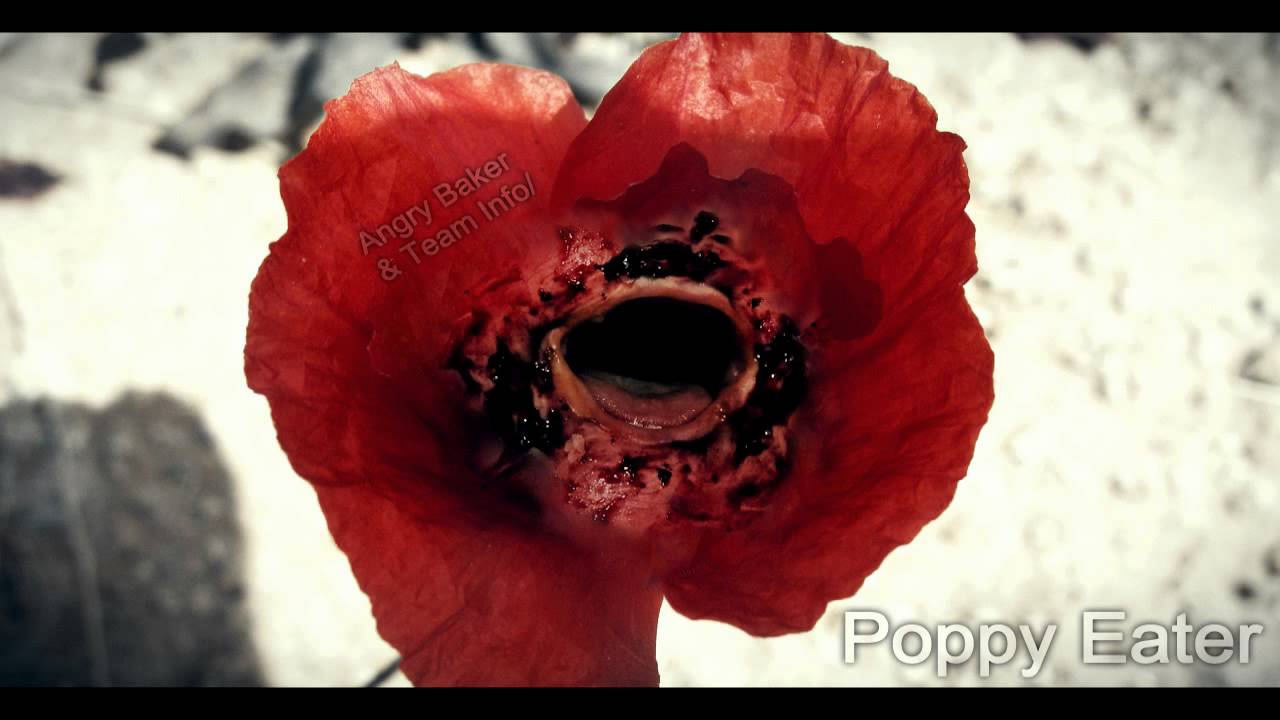 "The Poppy Eater" Original Song by Ellis - YouTube