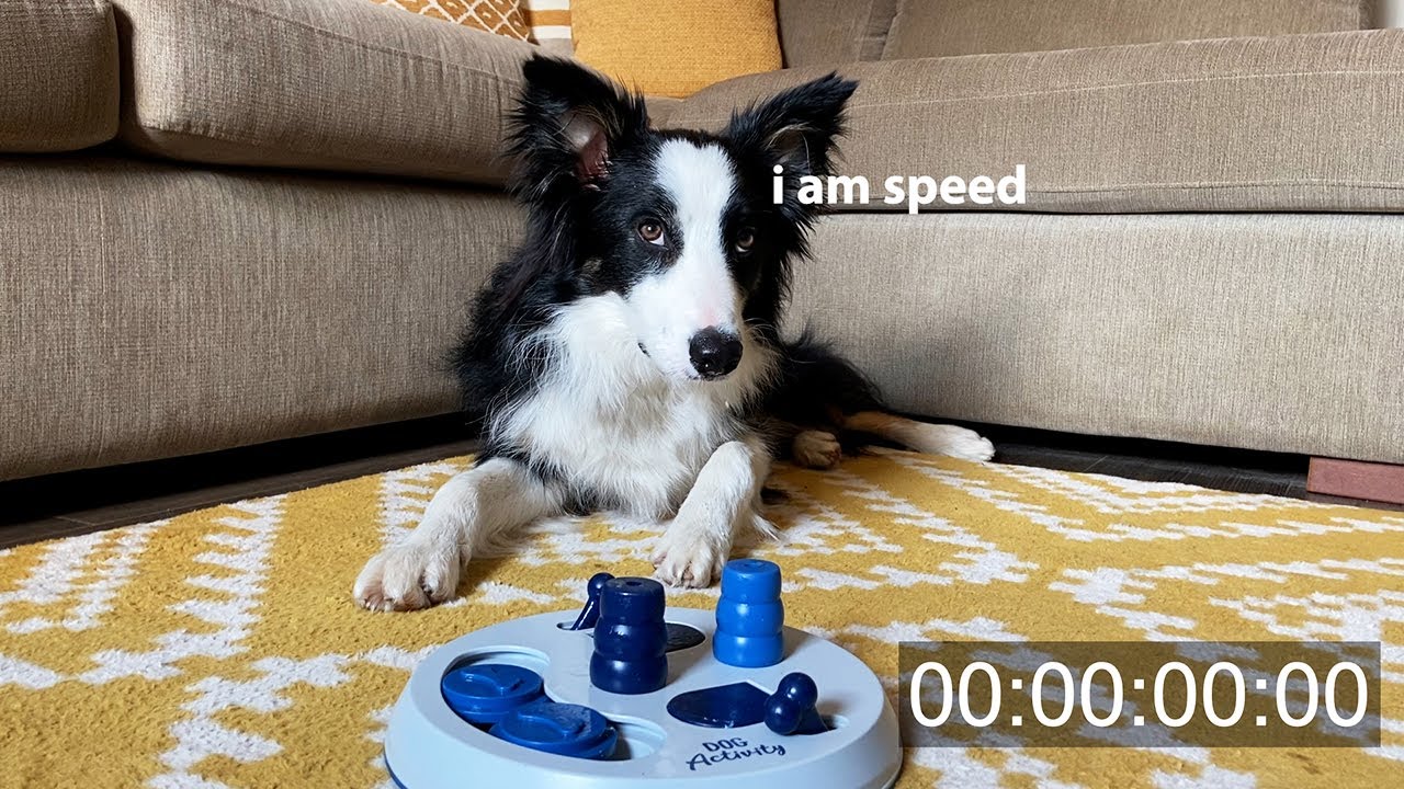 Border Collie Dog Activity Puzzle SPEEDRUN! - YouTube