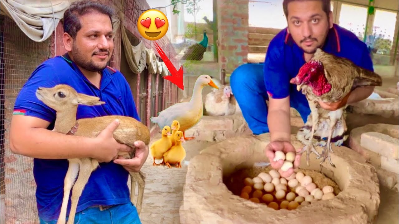 Turky Birds ki Niche Eggs 🥰 Heren se Dosti Ho Gayi 😍 - YouTube