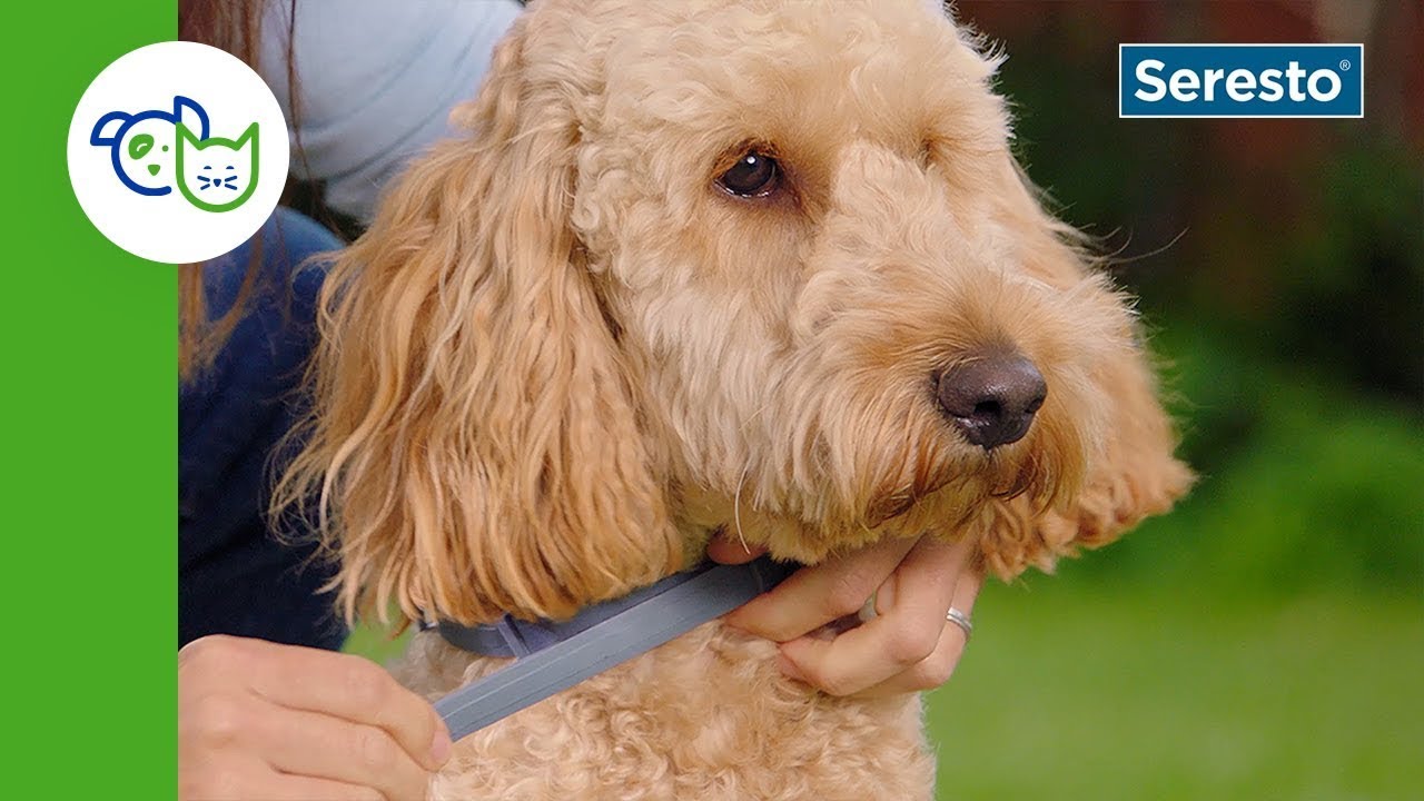 Seresto® Vlooien- en tekenband — "Play On" :20 sec TV Commercial ...