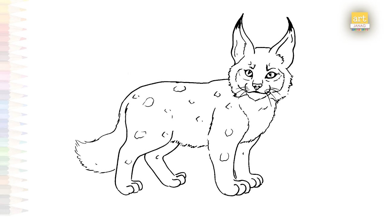 Lynx drawings | Animal drawing tutorial | How to draw Lynx step by step ...
