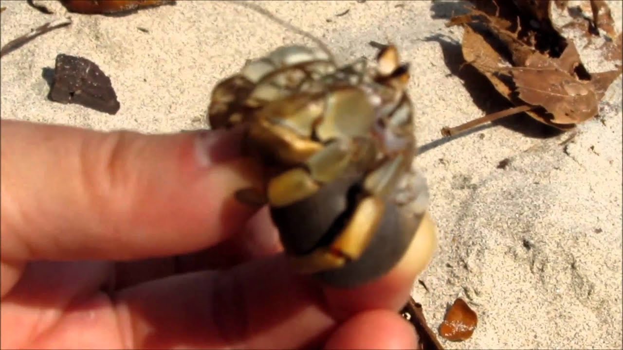 Hermit Crabs & Bats at Manuel Antonio - YouTube