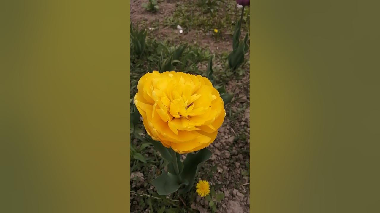 Тюльпан YELLOW POMPONETTE - YouTube