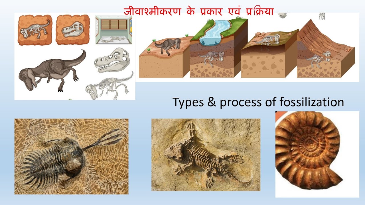 जीवाश्मीकरण के प्रकार एवं प्रक्रिया Types & process of fossilization ...