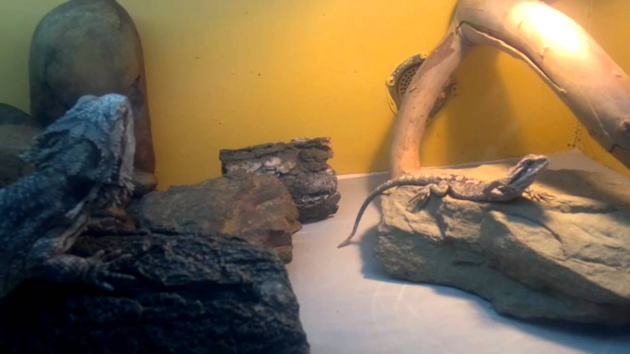 Bill - Give Us A Wave! (Baby Dragon Waving) - YouTube