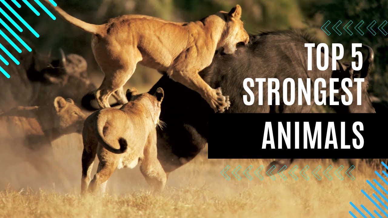Top 5 STRONGEST Animals - YouTube