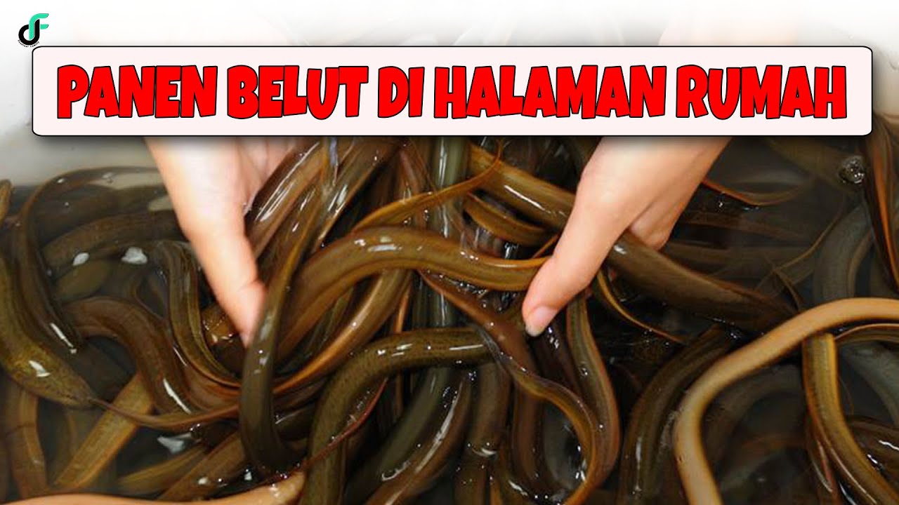 Harvesting eels in the yard of the house is very happy - YouTube