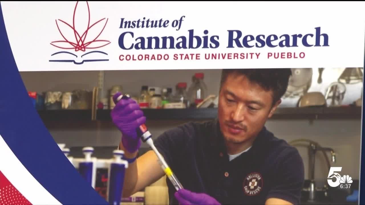 Research on the long-term effects of marijuana use continues - YouTube