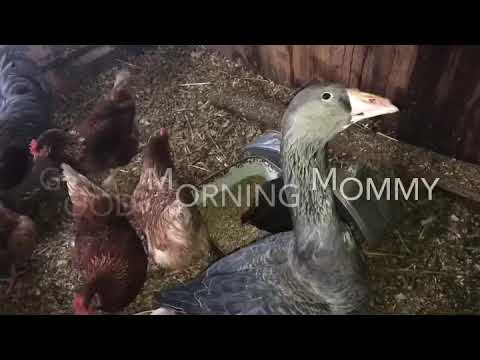 Hulk the Goose Talks... Wait What!! - YouTube