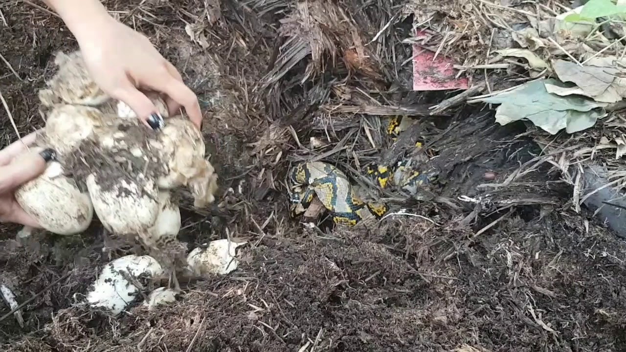 Reticulated python nesting in the yard of a house in Ubud,very lucky to ...