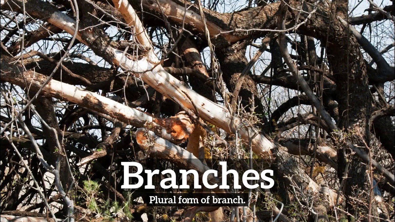What are Branches? | How Do Branches Look? | How to Say Branches in ...