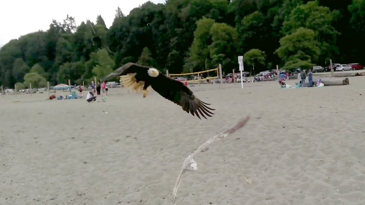 Crows attack bald eagle attacking young seagull - Spanish Banks ...