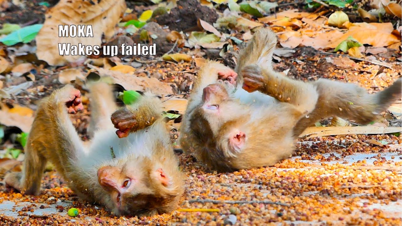 Don't worry! Just rested smart MOKA monkey in order to learn to wake up ...
