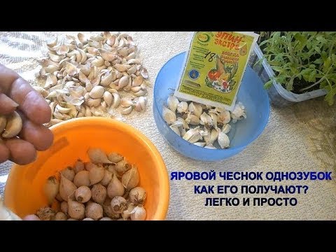 САЖАЕМ ЯРОВОЙ ЧЕСНОК. МОЙ ОПЫТ ПОЛУЧЕНИЯ ОДНОЗУБОК. ОТЛИЧИЯ ОЗИМОГО ОТ ...