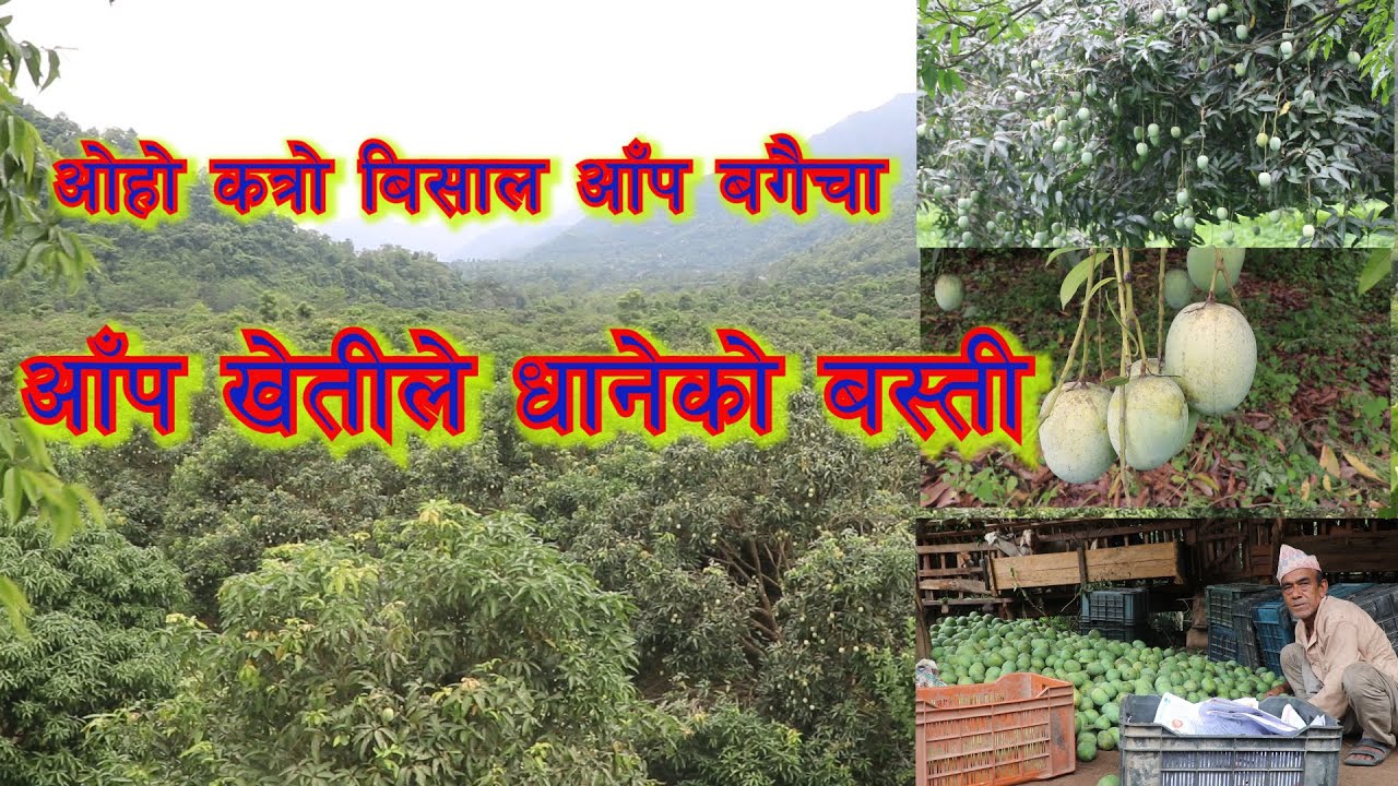 Nepali way of mango cultivation । our village life nepal - YouTube