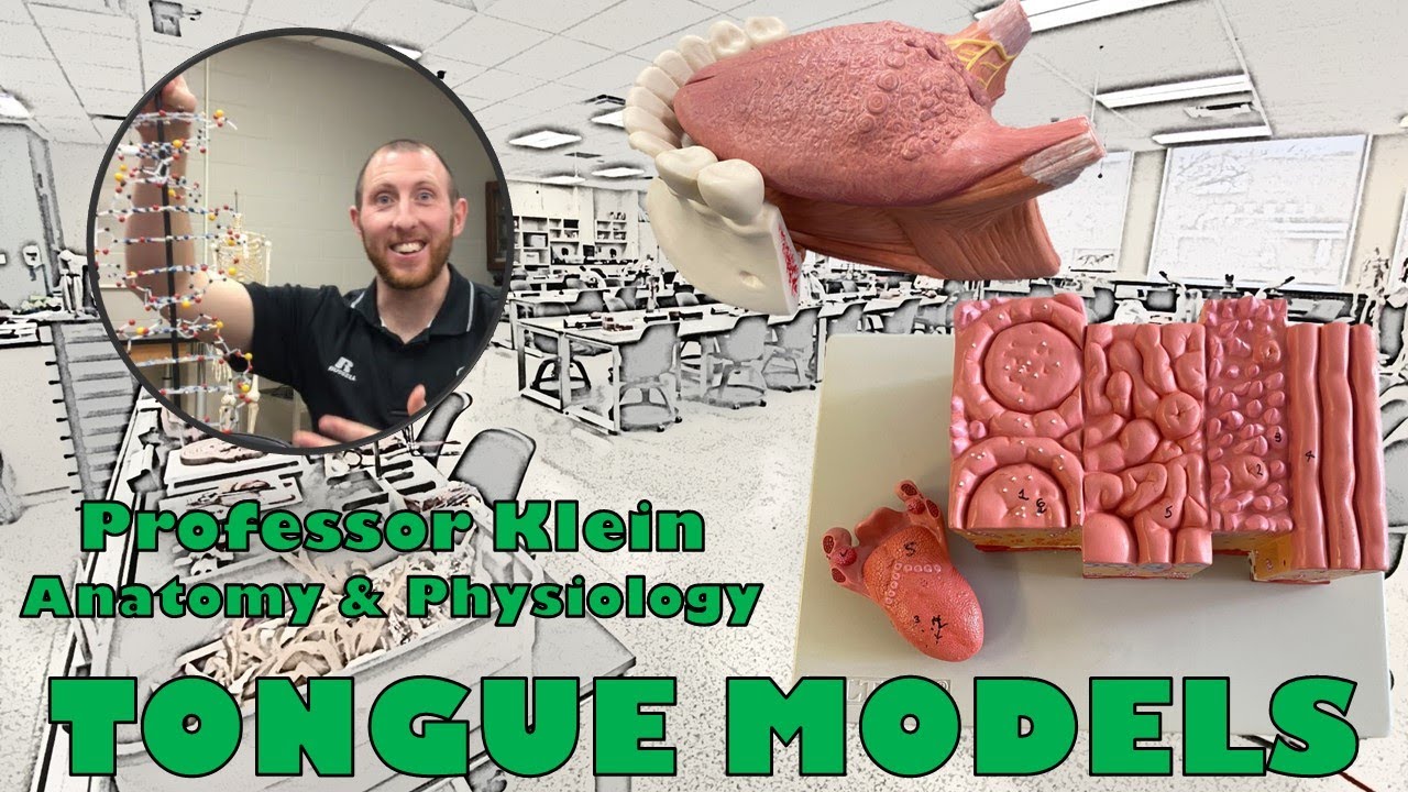 What are the different taste buds on the tongue? Tongue, Tonsils ...