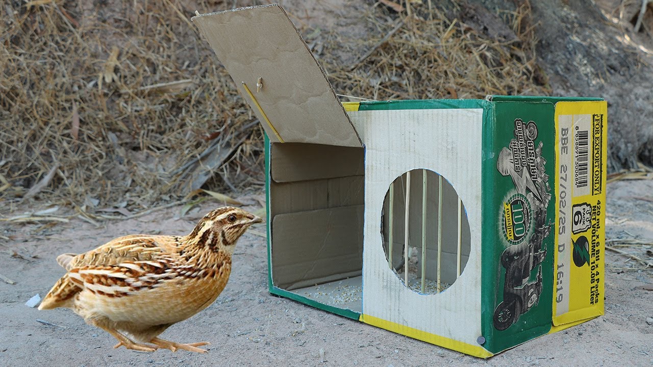 Creative DIY Cardboard Box To Easy Quick Trap - Best Trap And ...