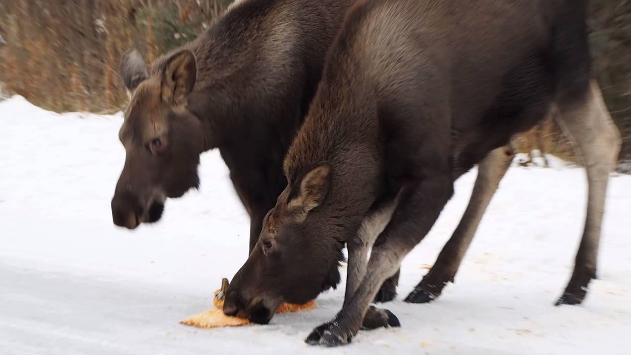 Moose Calves Are the Great Pumpkin Thieves - YouTube