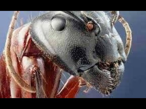 Karinca AVİ.exe - YouTube