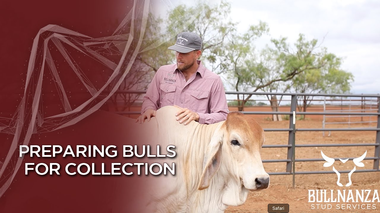 Preparing Bulls For Collection - Bullnanza Stud Services - YouTube