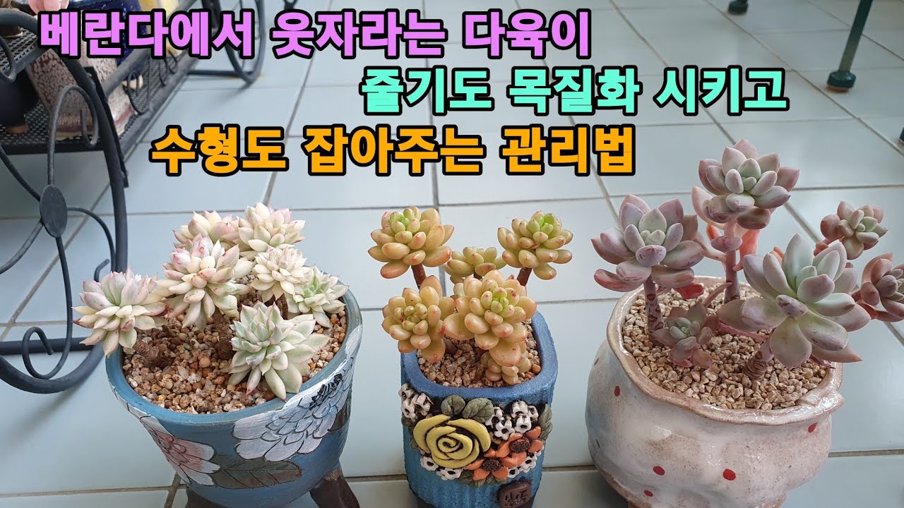 다육이♡베란다에서 웃자라는 다육이 줄기도 목질화 시키고 수형도 잡아주는 관리법💓💓 Youtube