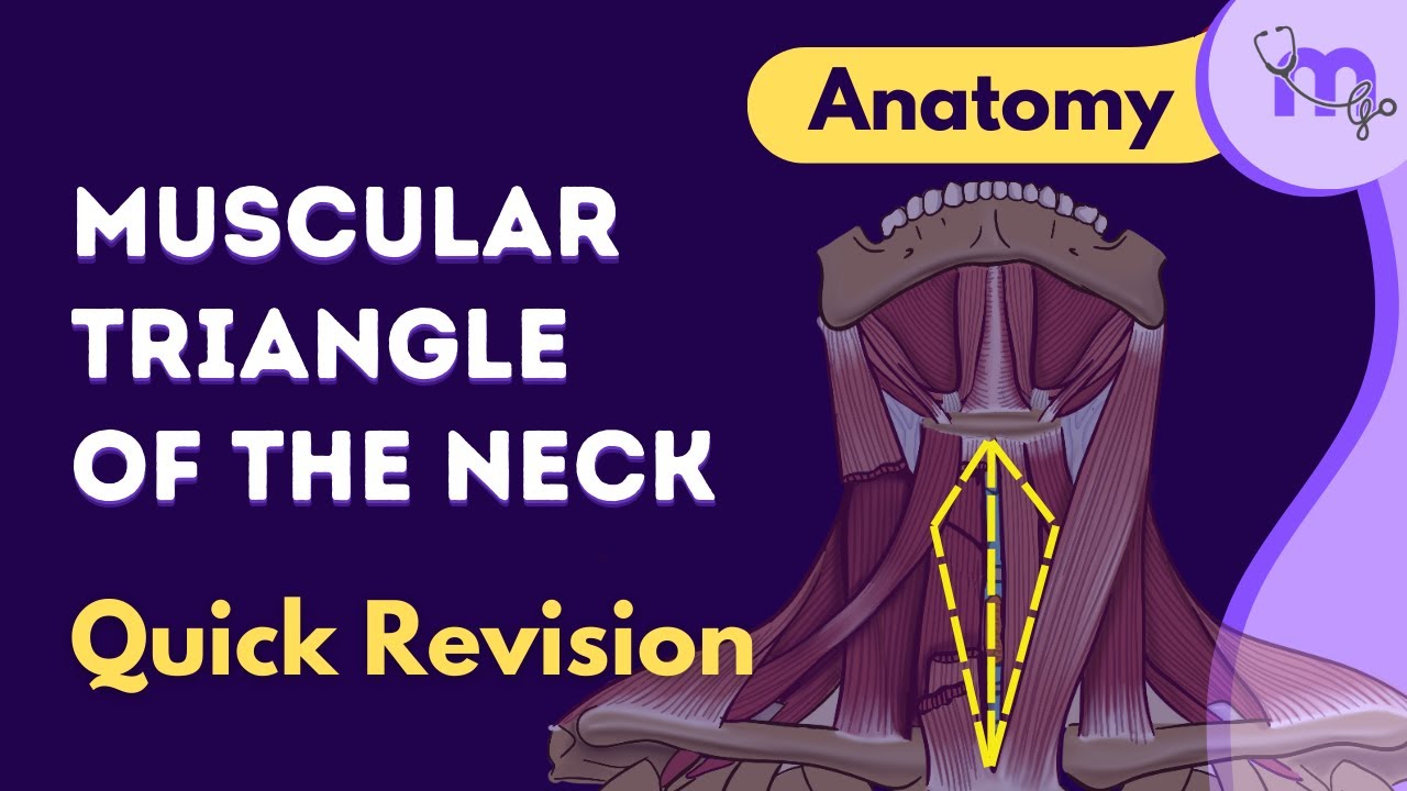 Muscular Triangle - Revise in 2 minutes ! - YouTube