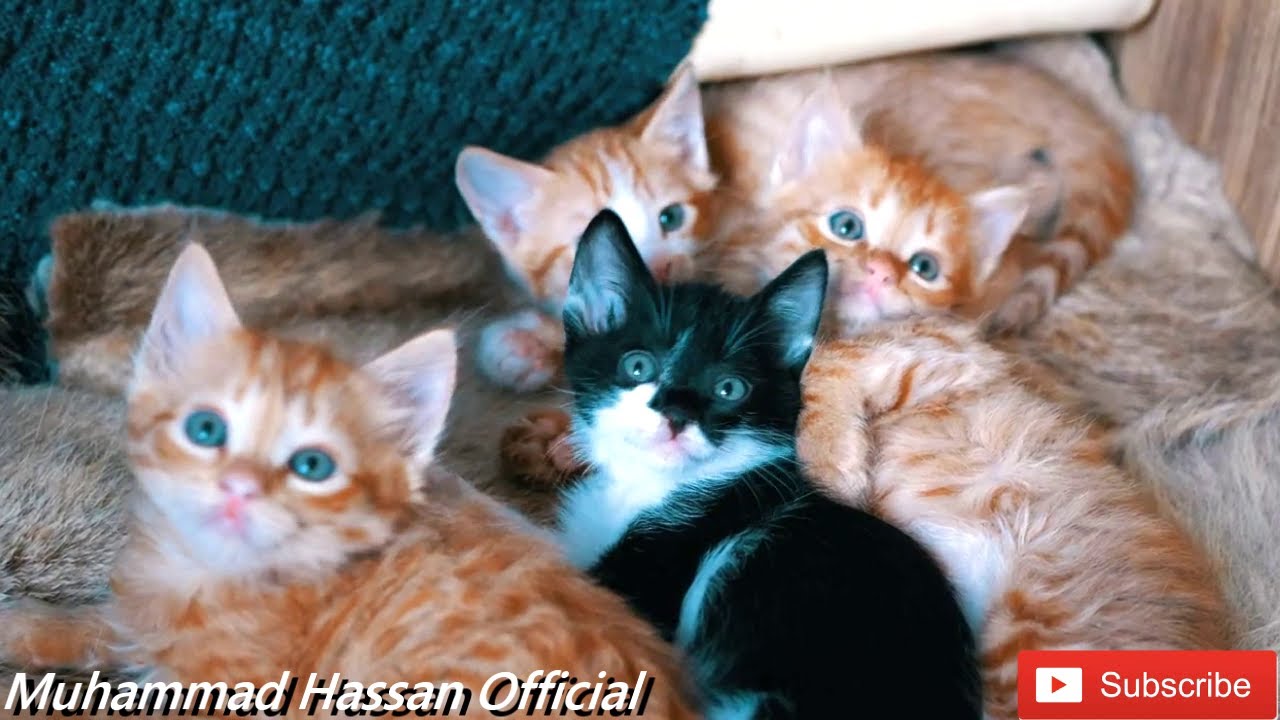 Baby Cats | Cat Videos Compilation | Muhammad Hassan Official - YouTube