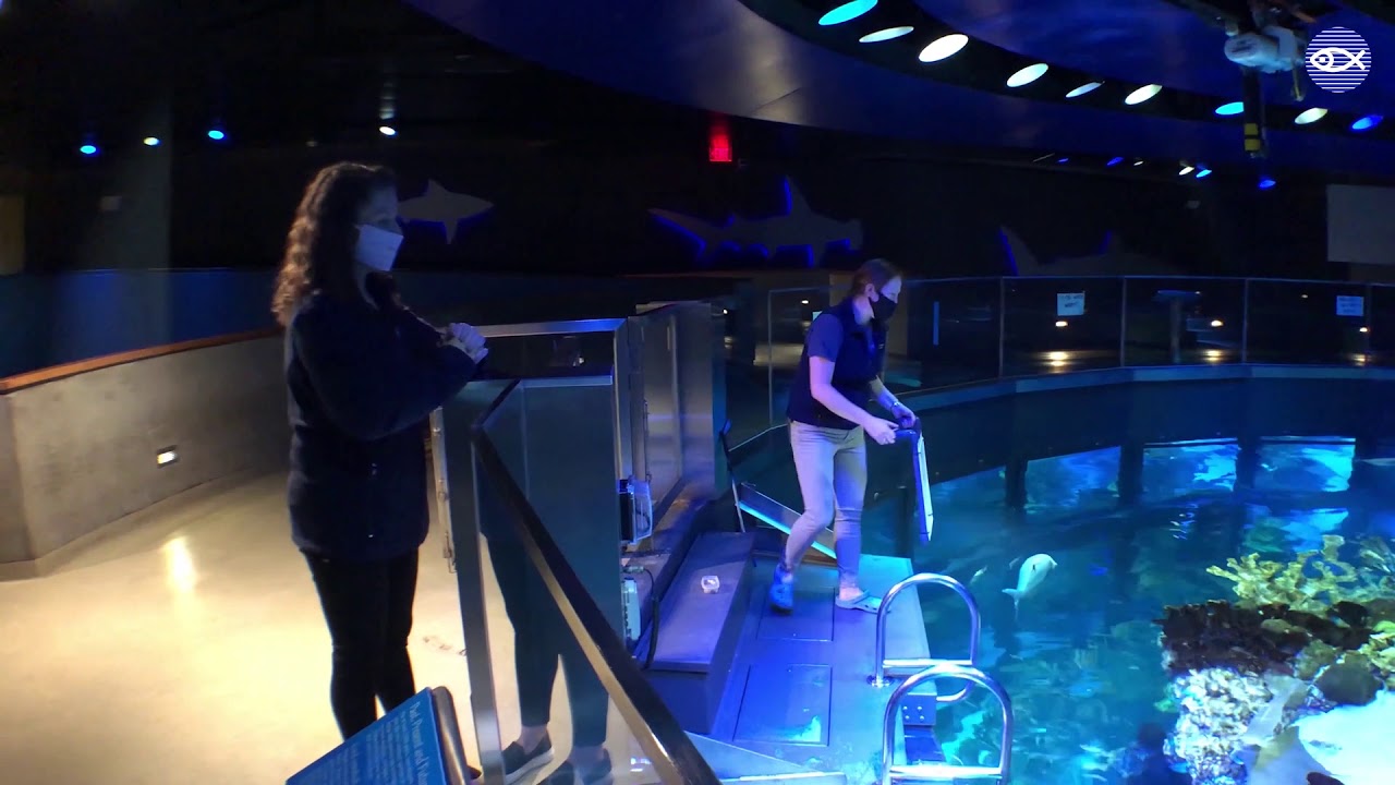 Virtual Visit: Barracuda Feeding! - YouTube