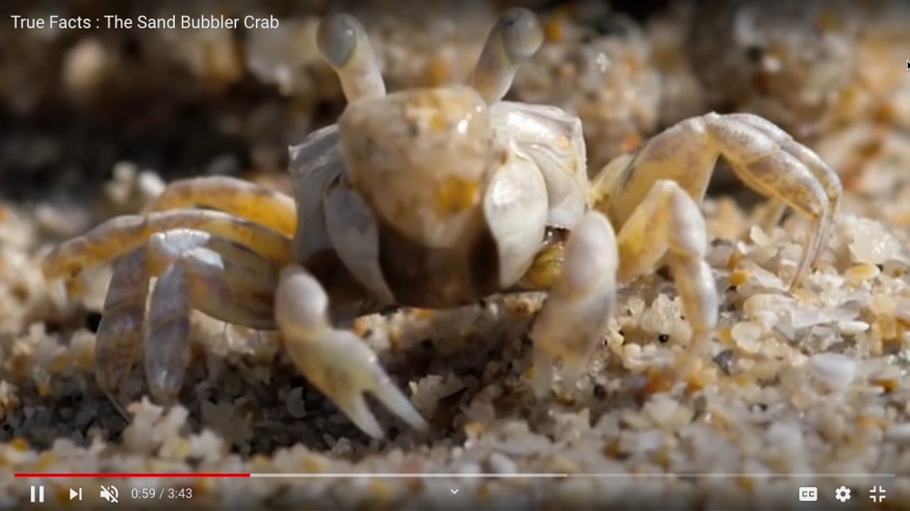 The Atlantic Ghost Crab Throws Sand - YouTube